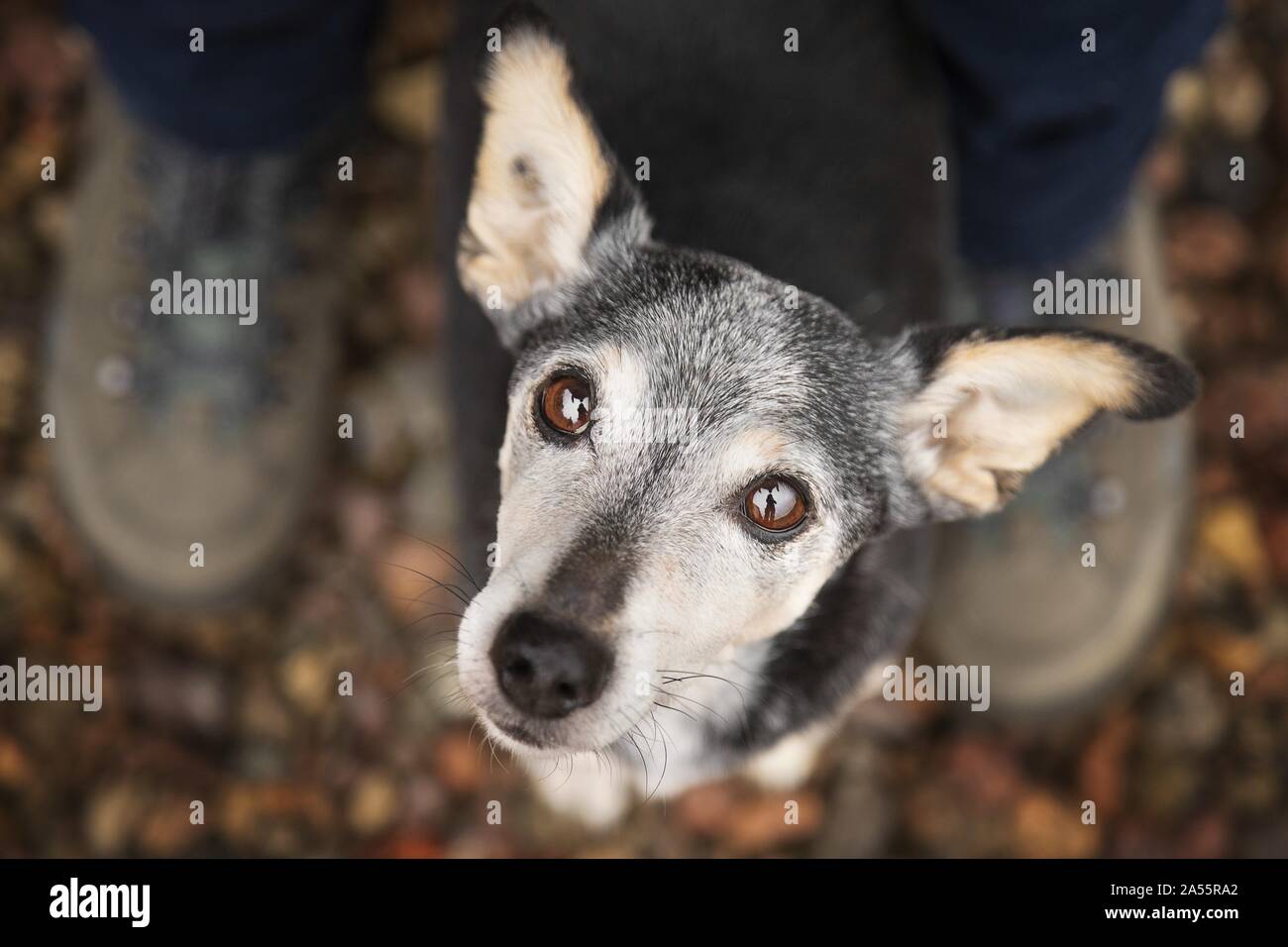 old Ratonero Mallorquin Stock Photo - Alamy