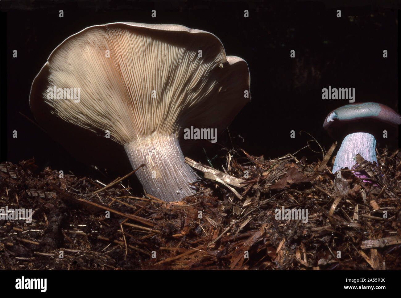 Clouded agaric clitocybe nebularis hi-res stock photography and images ...