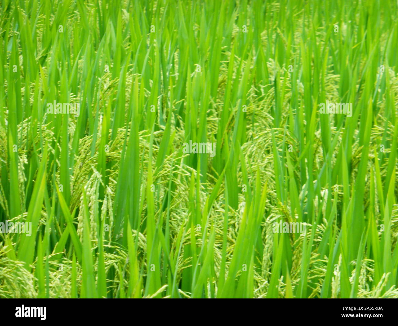 The ears of rice are growing in the farmland Stock Photo - Alamy