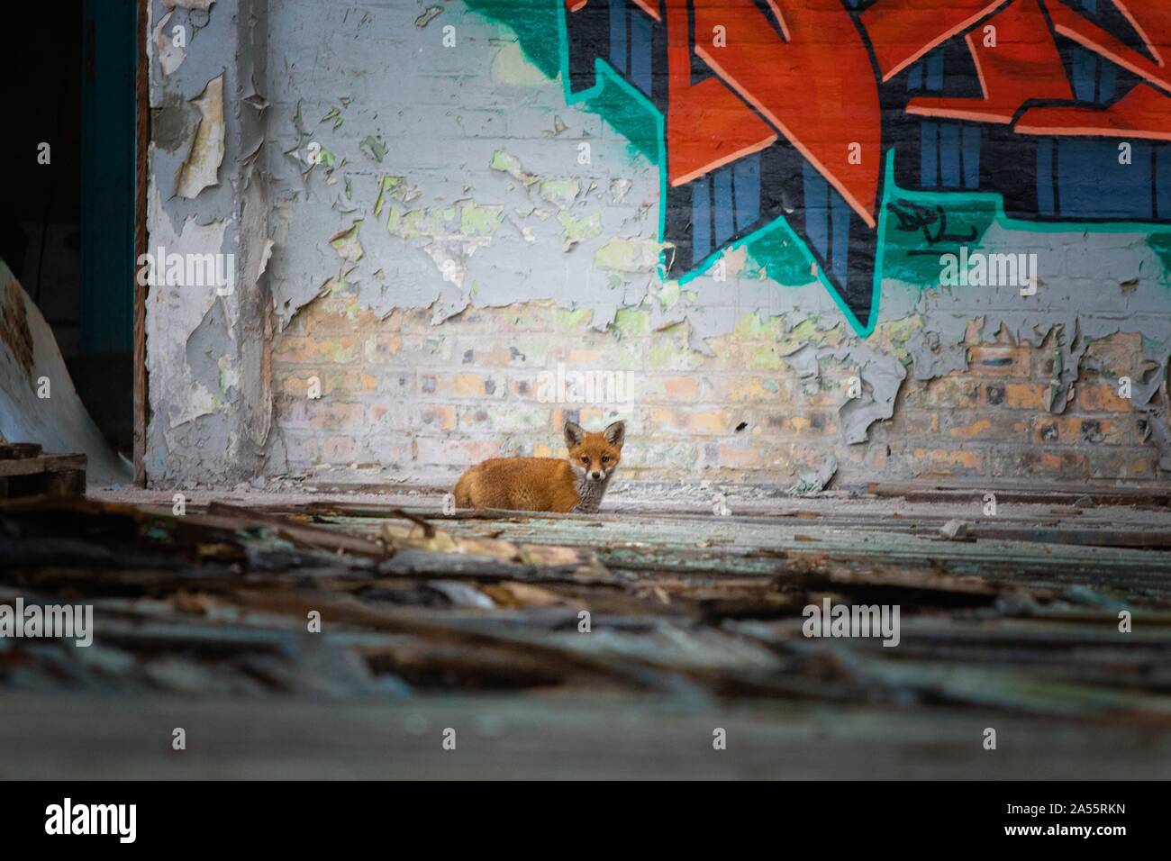 Graffiti foxes hi-res stock photography and images - Alamy