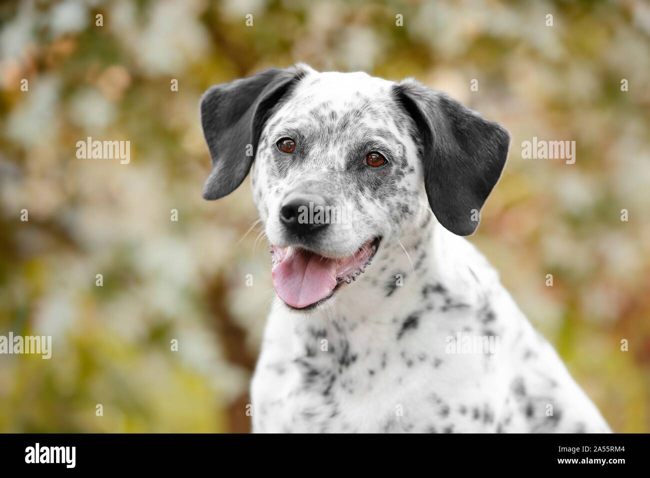 Border collie labrador hi-res stock photography and images - Alamy