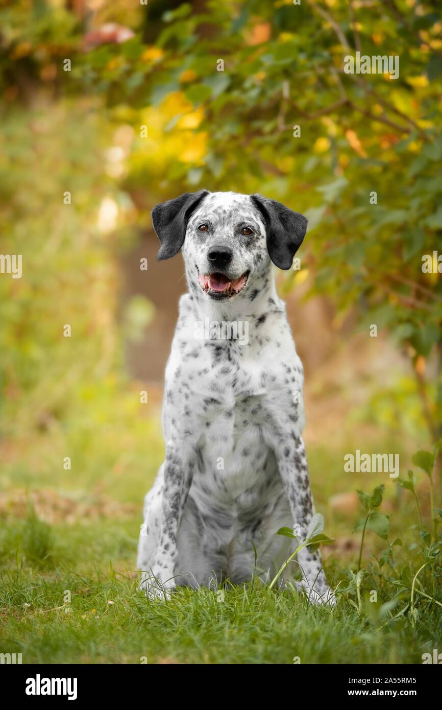 Border collie cross labrador hi-res stock photography and images - Alamy