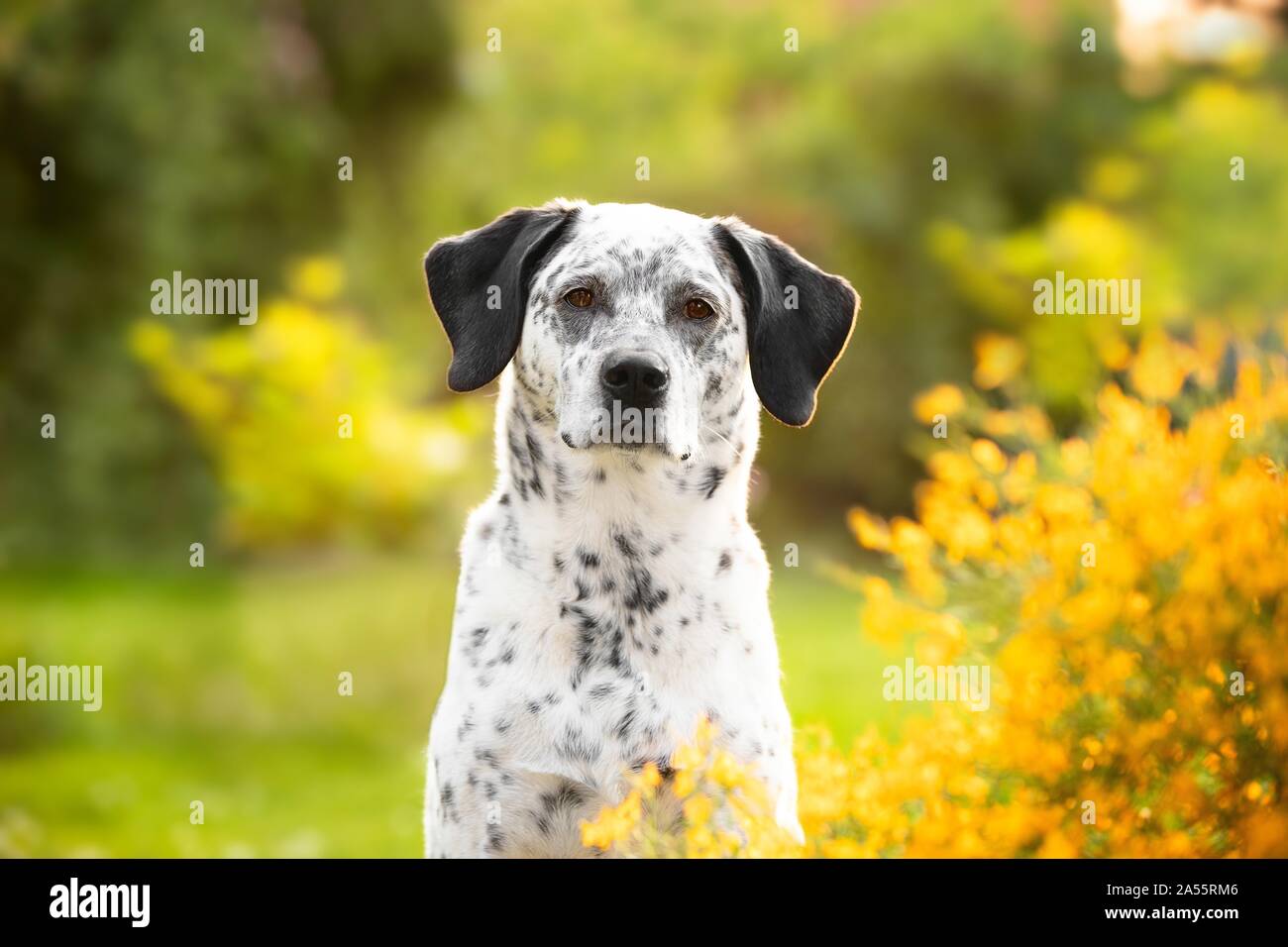 Border collie labrador hi-res stock photography and images - Alamy