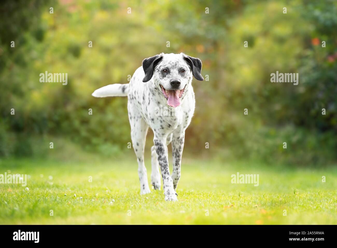 Walking border collie labrador hi-res stock photography and images - Alamy