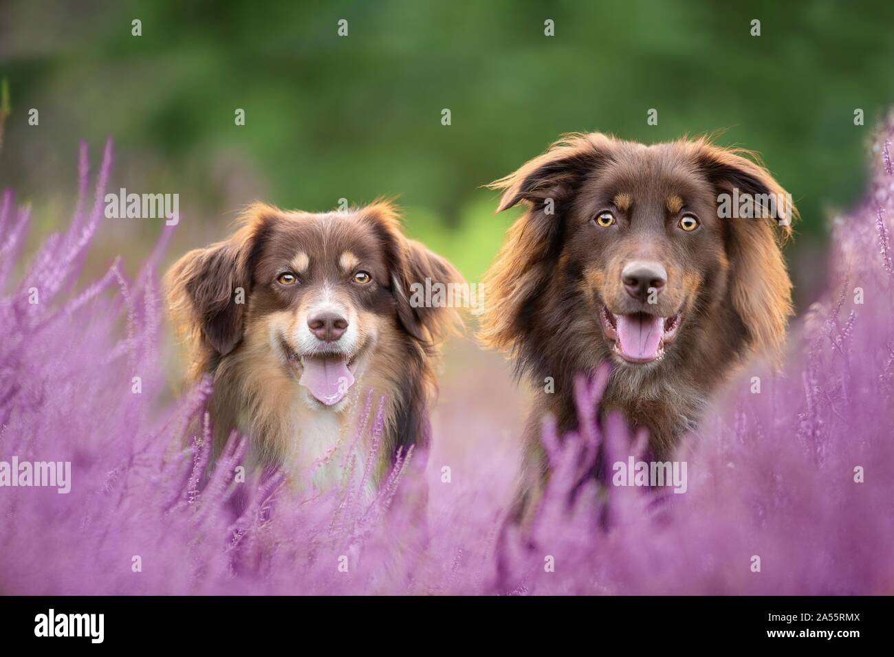 Working 2 dogs hi-res stock photography and images - Alamy