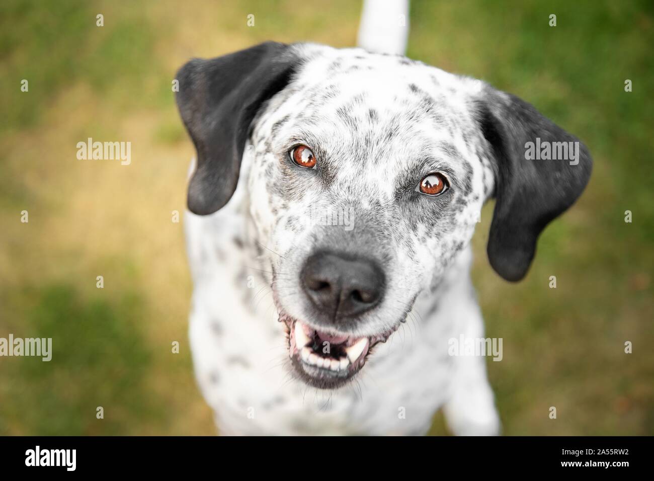 Labrador border collie cross breed hi-res stock photography and images ...