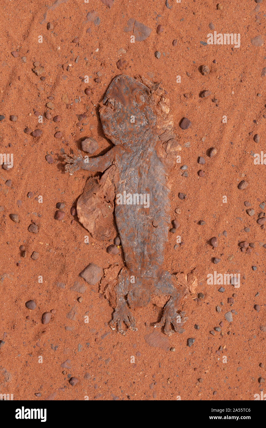 crushed lizard on a red road Stock Photo - Alamy