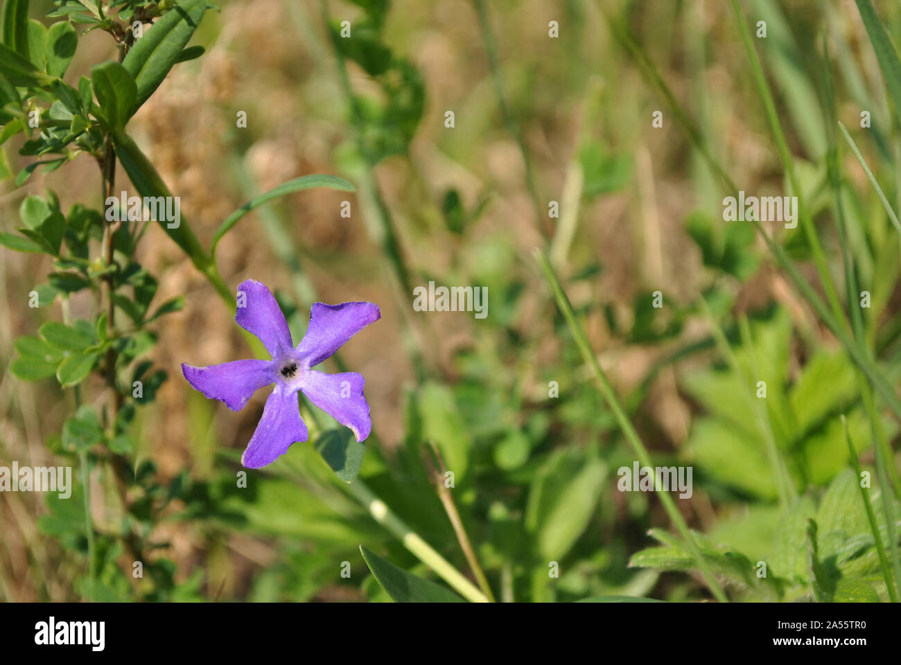 Vinca major (bigleaf periwinkle, large periwinkle, greater periwinkle ...