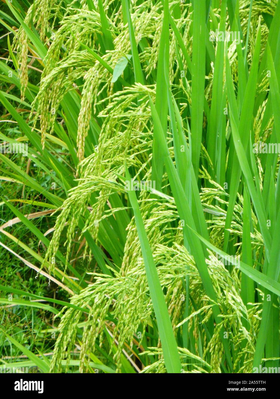 The ears of rice are growing in the farmland Stock Photo - Alamy