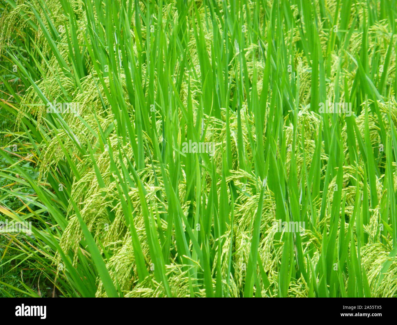 Ears of rice hi-res stock photography and images - Alamy