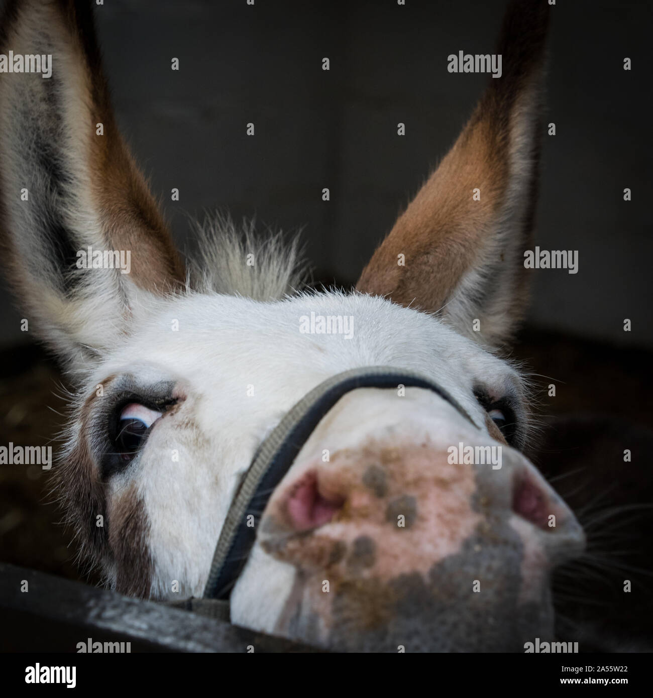 Miniature donkey hi-res stock photography and images - Alamy