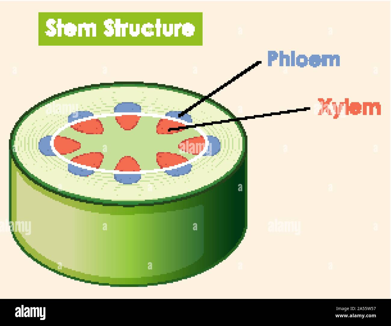 Diagram showing stem structure illustration Stock Vector Image & Art ...