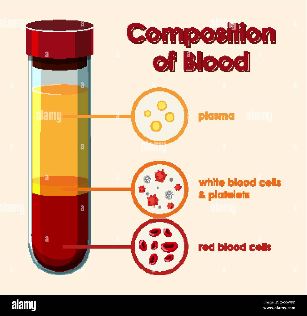 Diagram showing composition of blood illustration Stock Vector Image ...