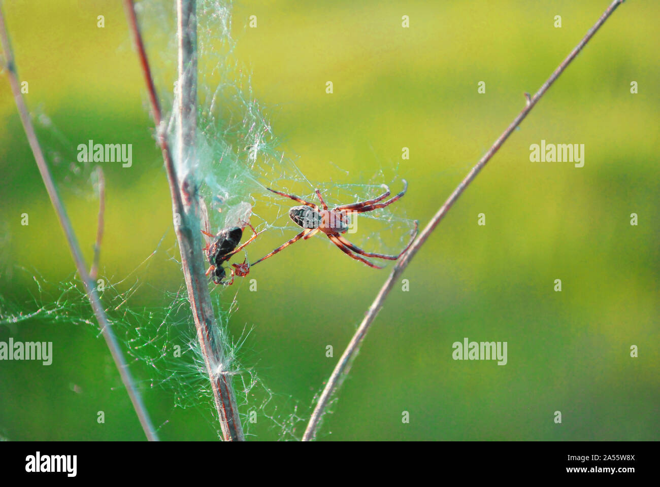 Araneus diadematus (European garden spider, diadem spider, cross spider ...
