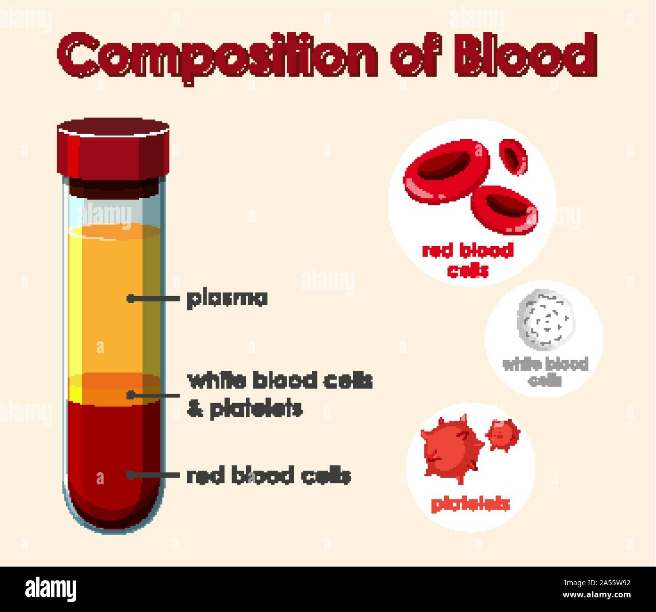 Diagram showing composition of blood illustration Stock Vector Image ...
