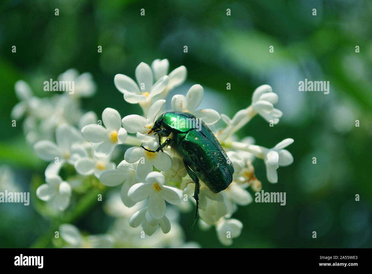 Cetonia aurata (rose chafer, green rose chafersitting) beetle sitting ...