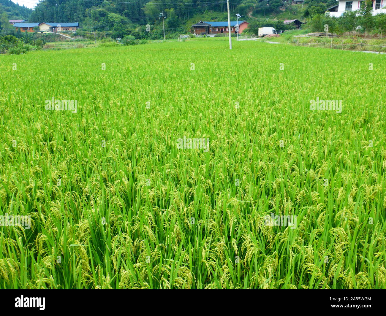 The ears of rice are growing in the farmland Stock Photo - Alamy
