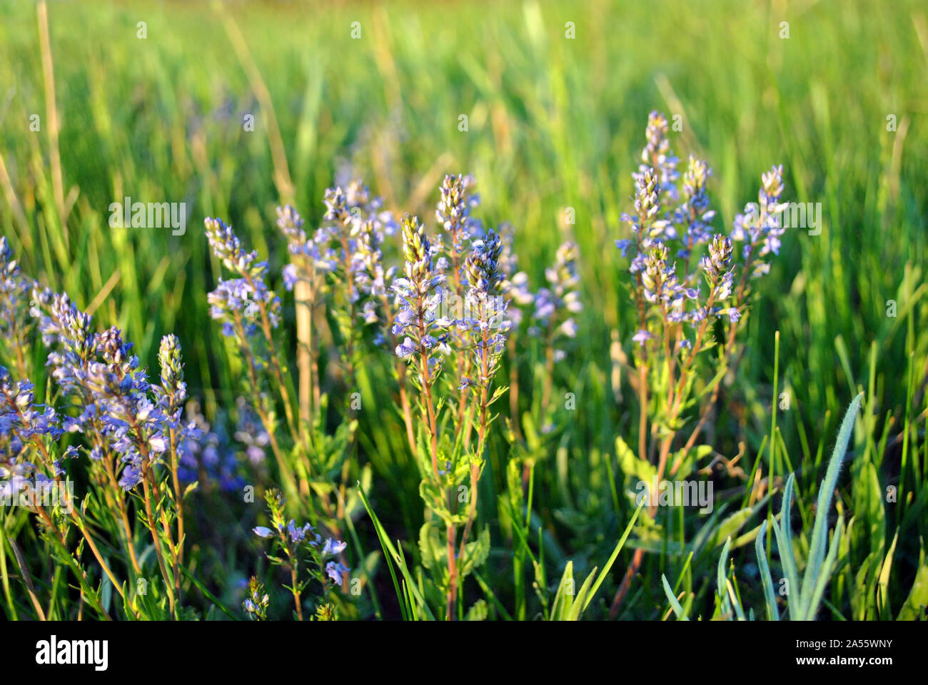Veronica officinalis (heath speedwell; common gypsyweed; common ...