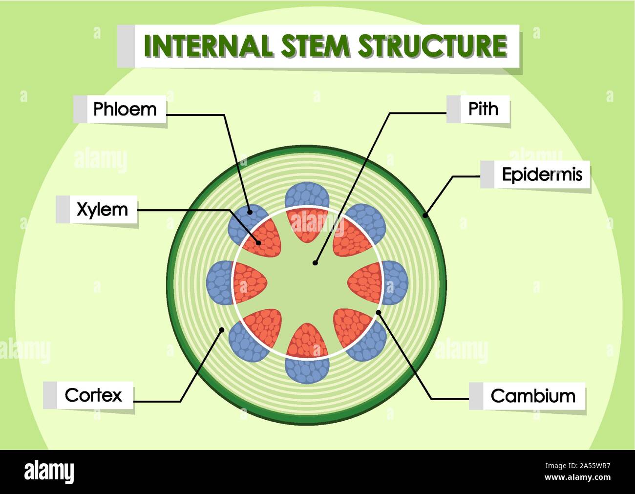 Diagram showing internal stem structure illustration Stock Vector Image ...