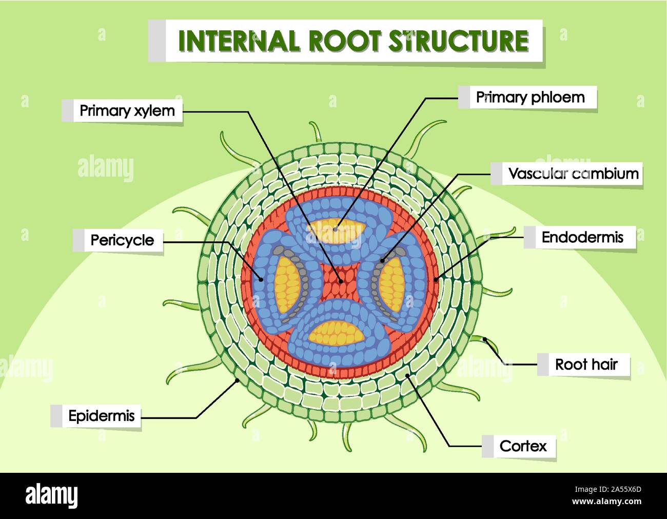 Diagram showing internal root structure illustration Stock Vector Image ...