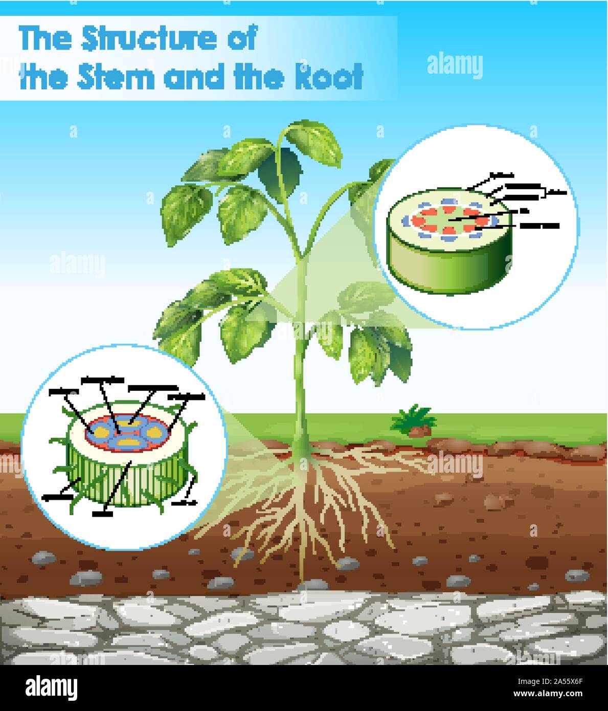 Diagram showing structure of stem and root illustration Stock Vector ...