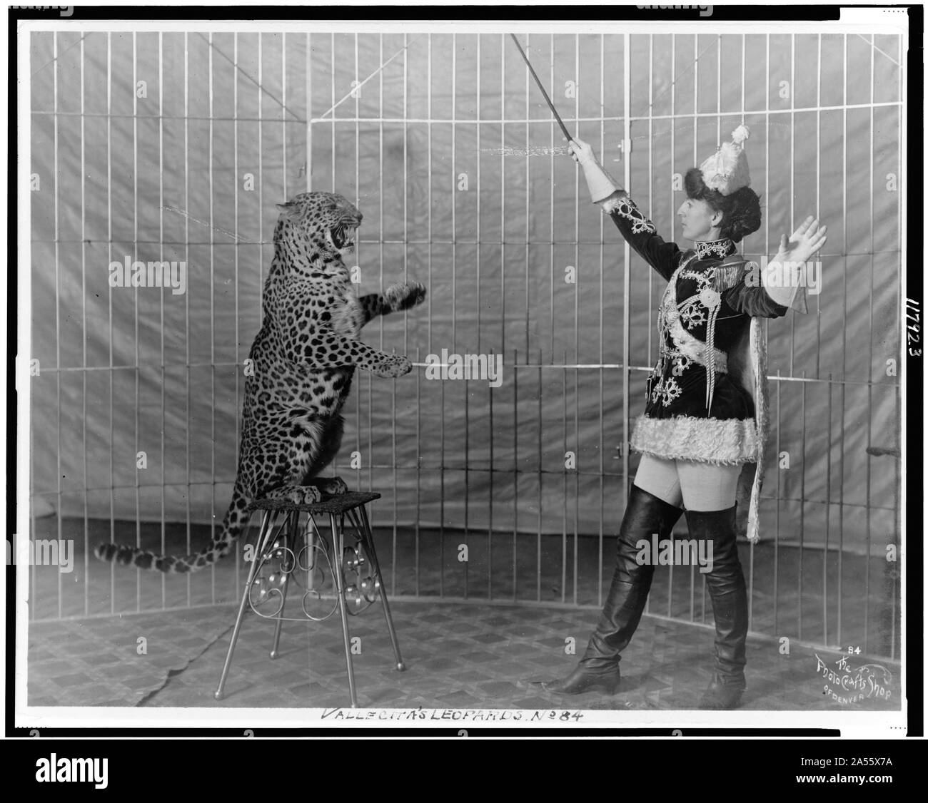 Vallecitas leopards hi-res stock photography and images - Alamy