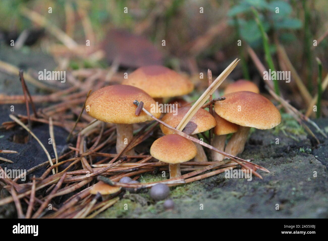 Beautiful mire landscape in hi-res stock photography and images - Alamy