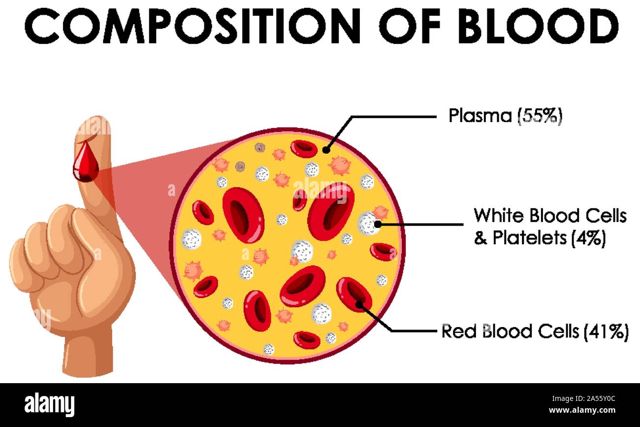 Diagram showing composition of blood illustration Stock Vector Image ...