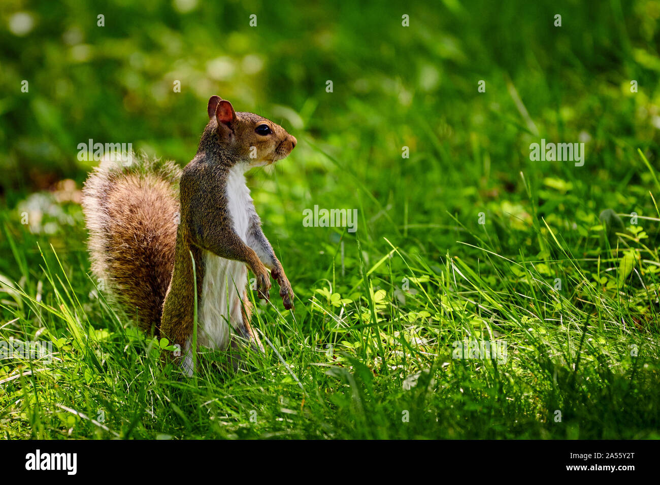 Gray Squirrel stand in grass Stock Photo - Alamy