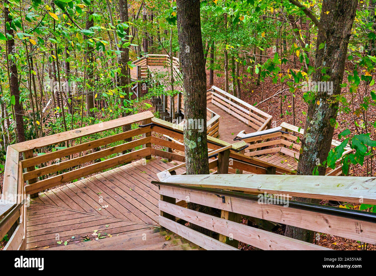 Wooden stairs in a wooded forest Stock Photo - Alamy