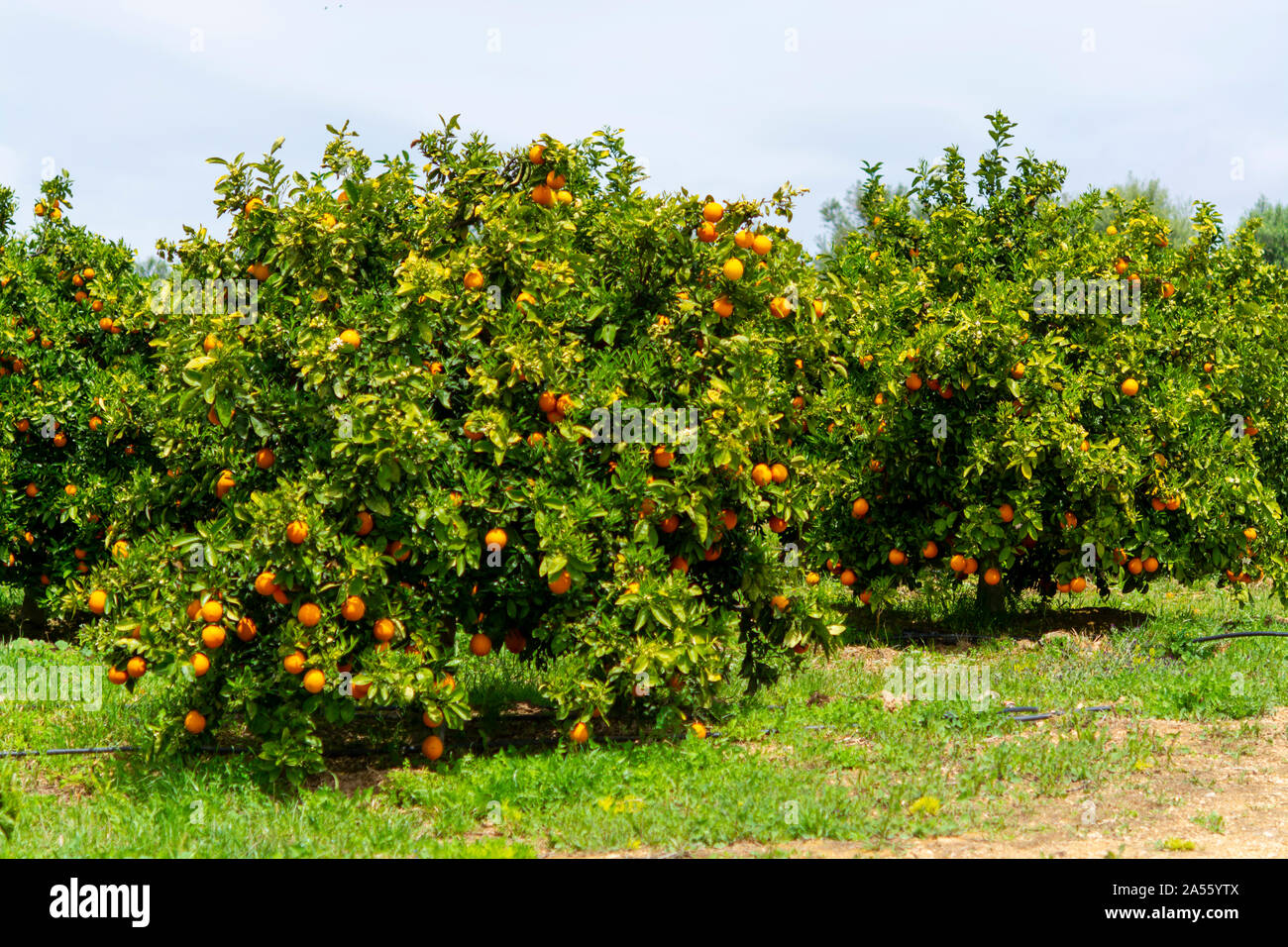 Orange citrus fruit plantations with rows of orange trees on ...