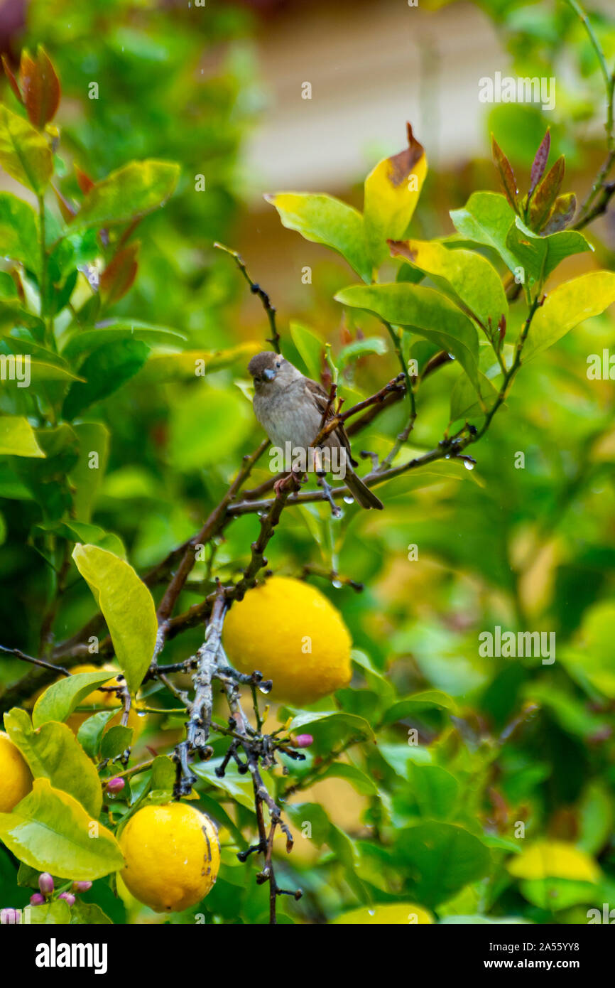 Ripe yellow lemon, tropical citrus fruit hanging on tree with water ...