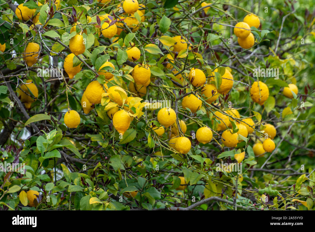 Ripe yellow lemons, tropical citrus fruits hanging on tree with water ...