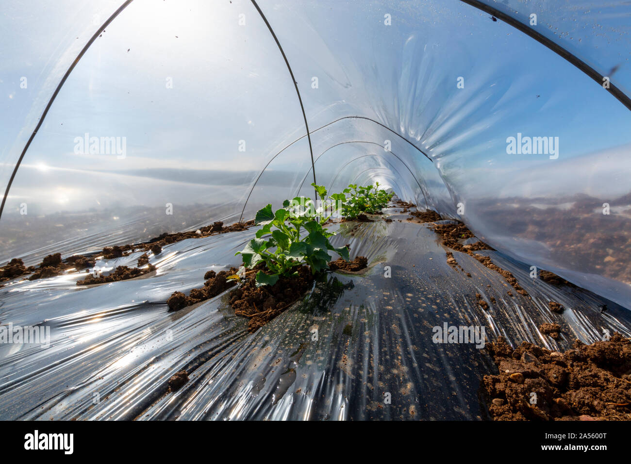 Farming in Greece, rows of small greenhouses covered with plastic film ...