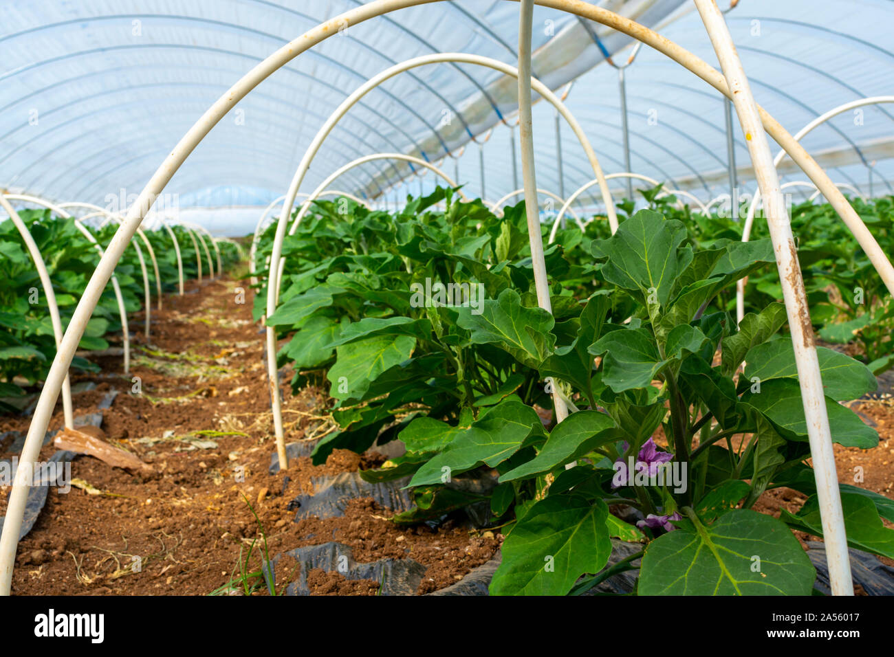 Young plants of eggplant vegetables growing in greenhouse close up ...