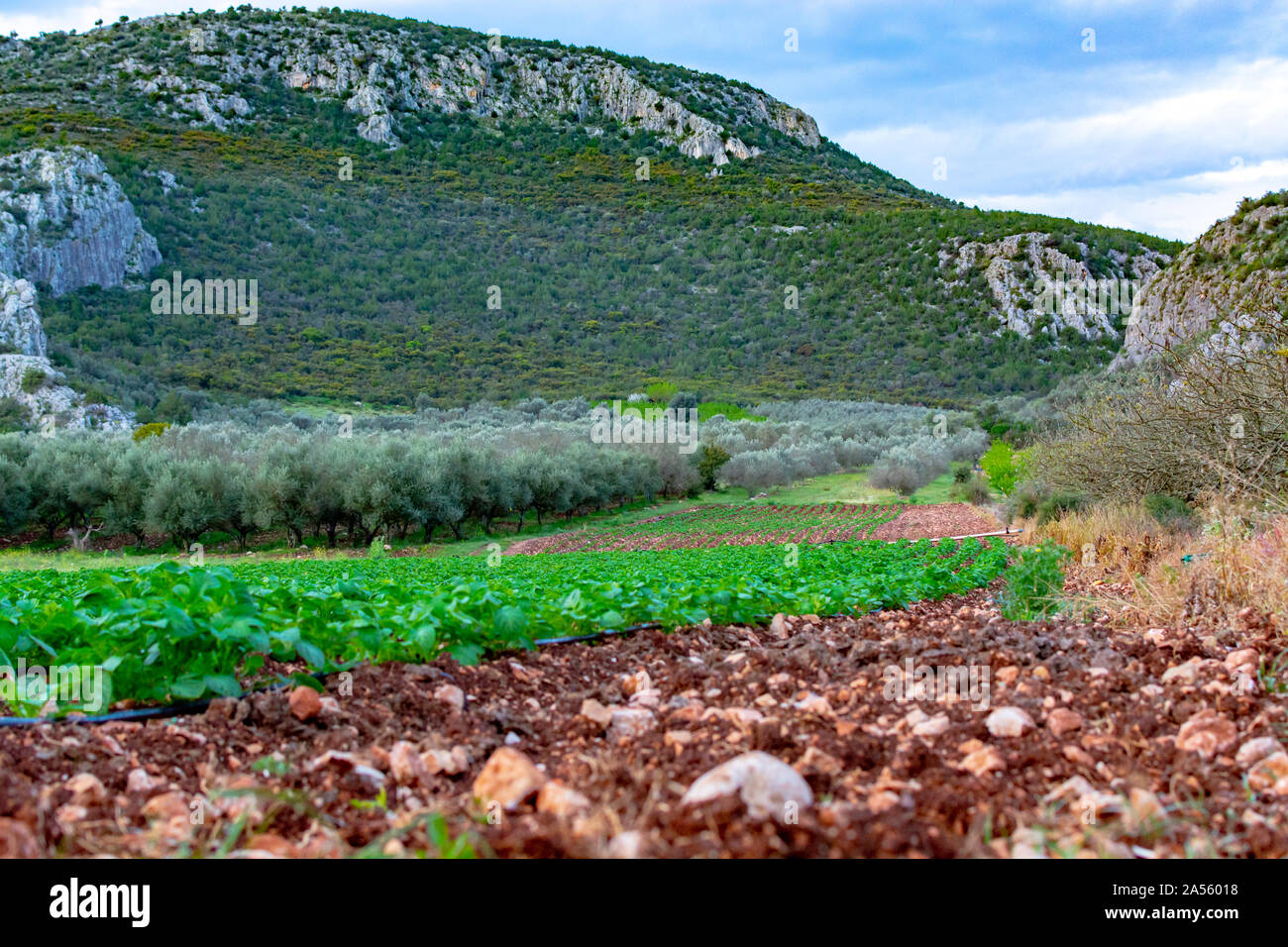 Farm field with rows of young of potato plants growing outside under ...