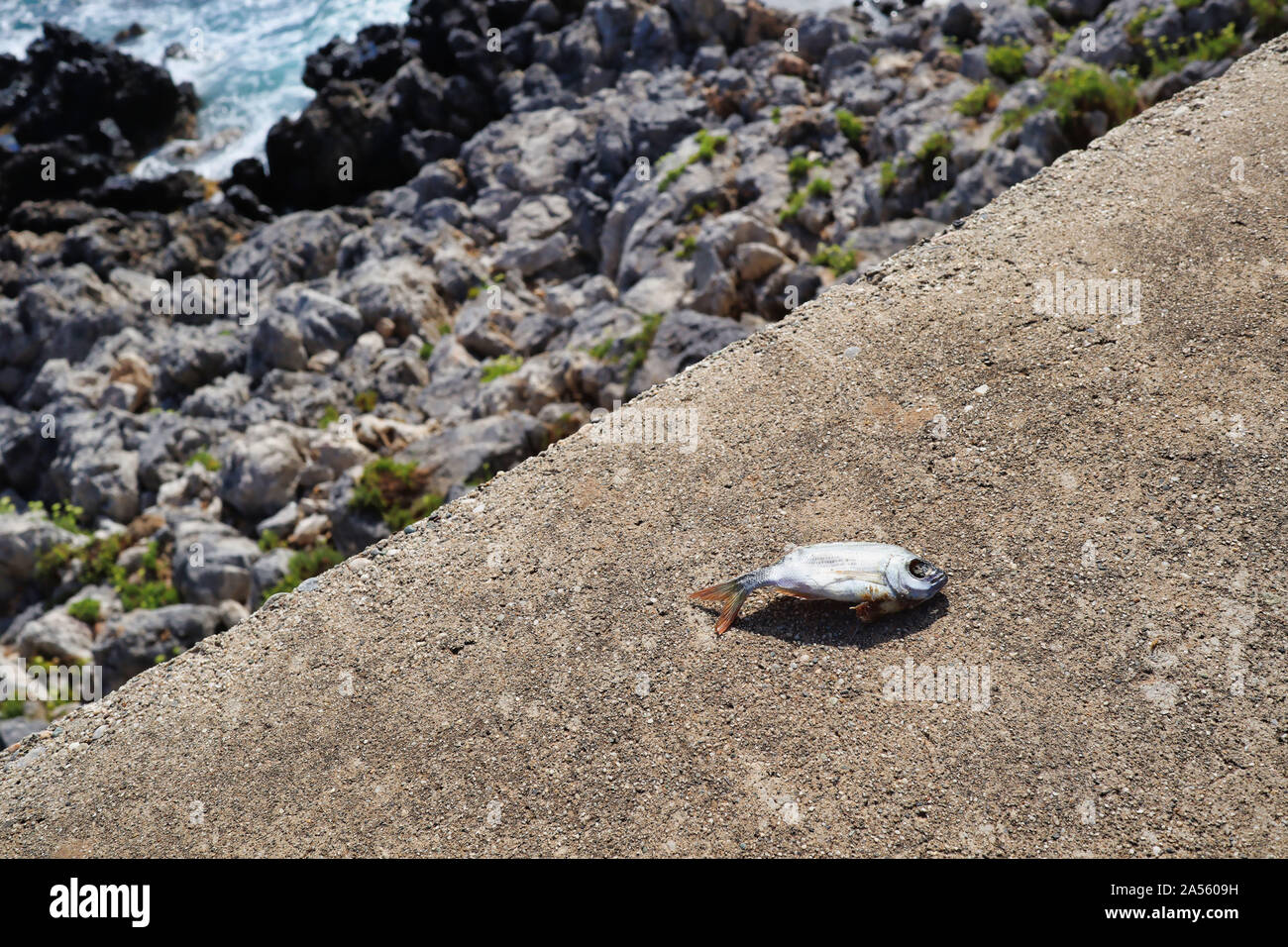 Small dead fish hi-res stock photography and images - Alamy