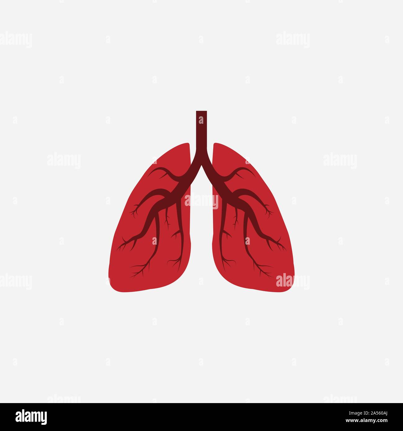 Human lungs and bronchial tree hi-res stock photography and images - Alamy