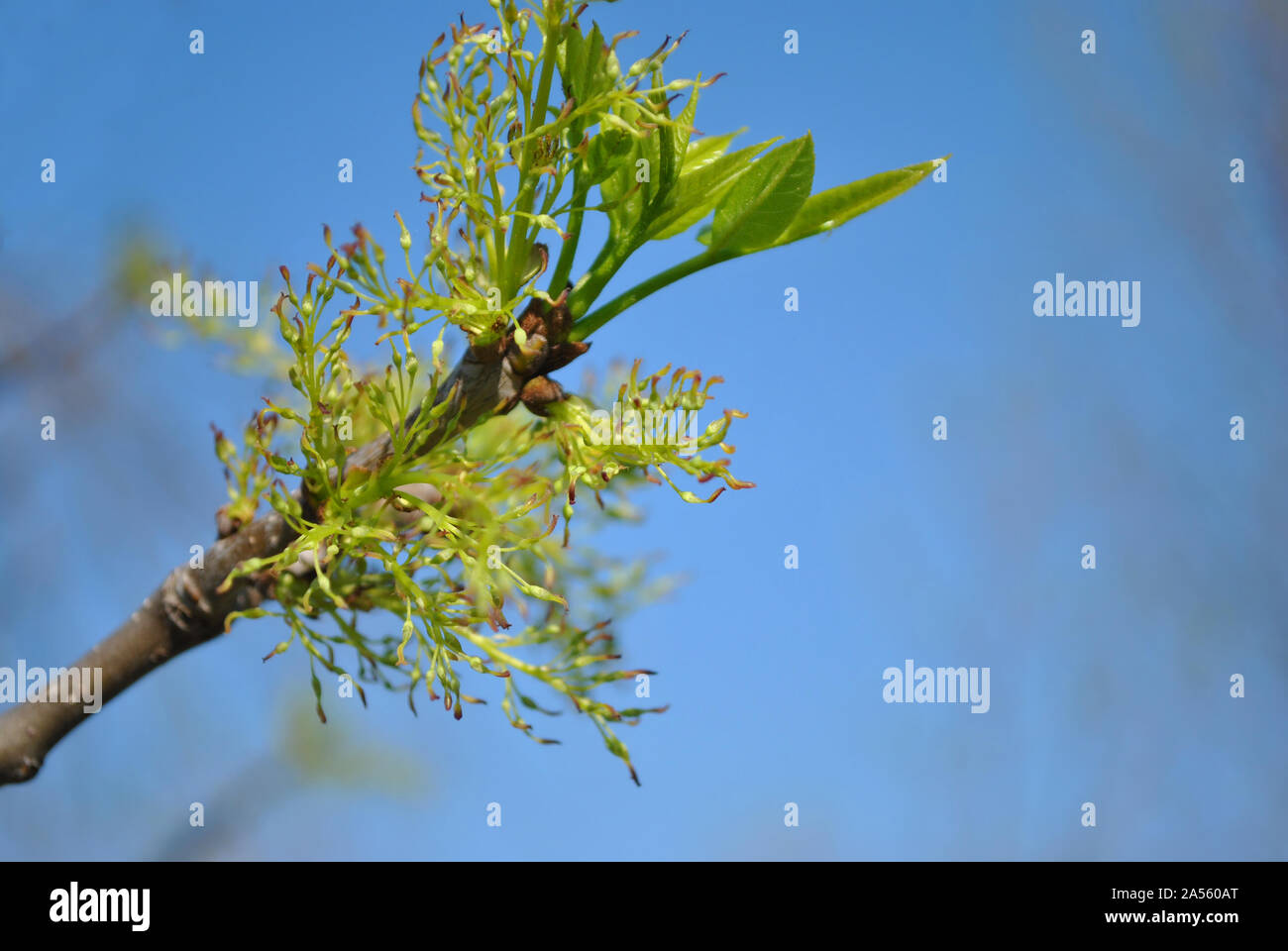 Blooming Ash tree (Fraxinus) green flowerson branches, blue sky ...