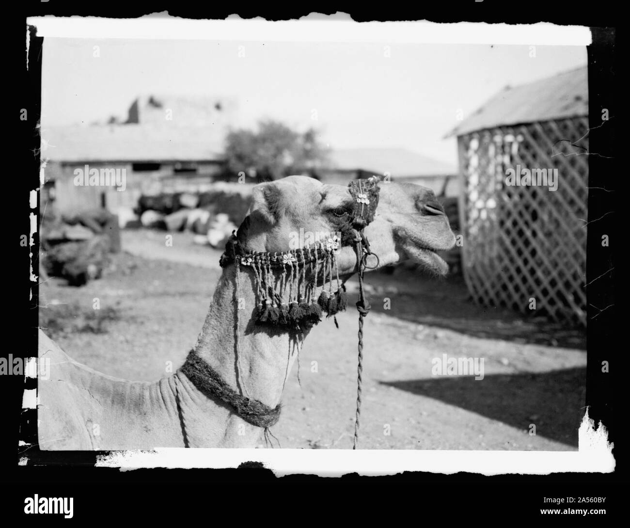 Head types Black and White Stock Photos & Images - Alamy