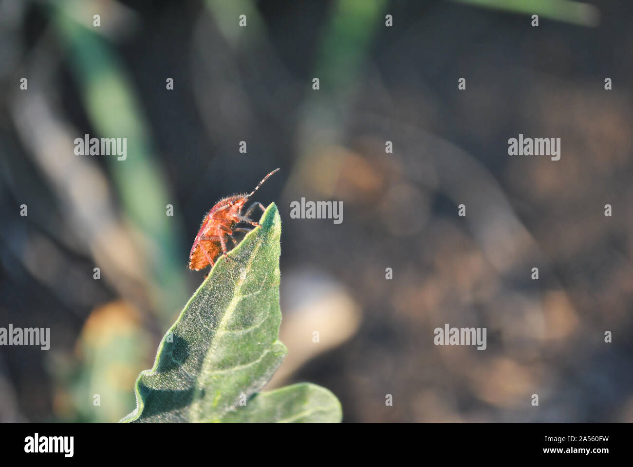 Red dolycoris baccarum (sloe bug) on blurry texture of green leaves ...