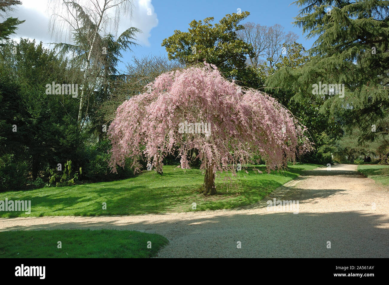 Park with pink tree Stock Photo - Alamy