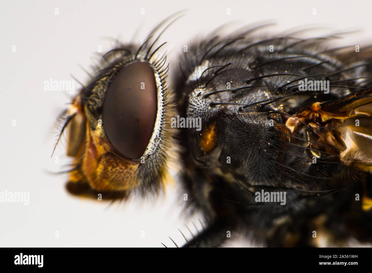 macro photo of a fly Stock Photo - Alamy