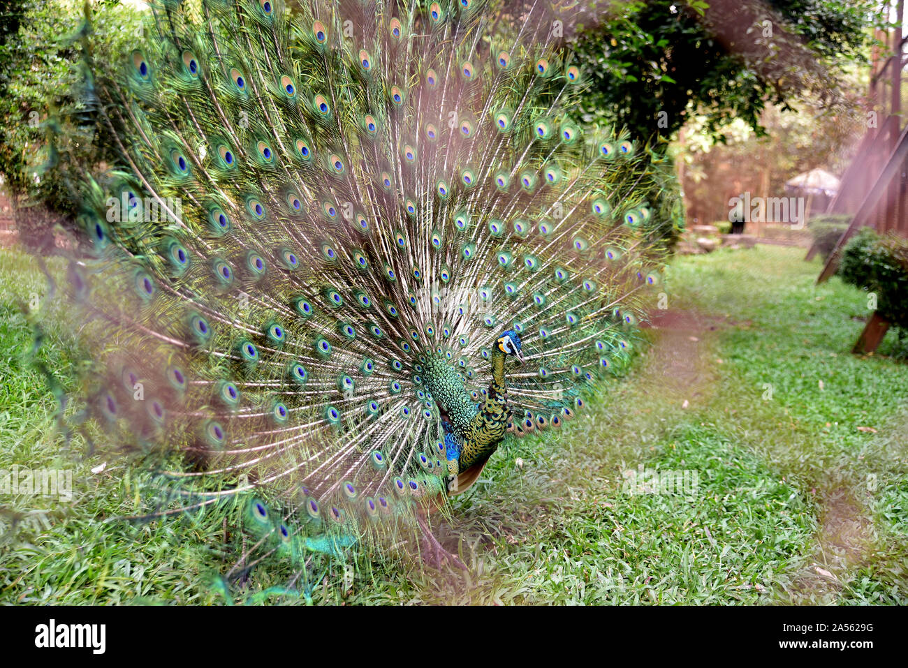 Beautiful Peacock from tropical forest with feathers out Stock Photo ...