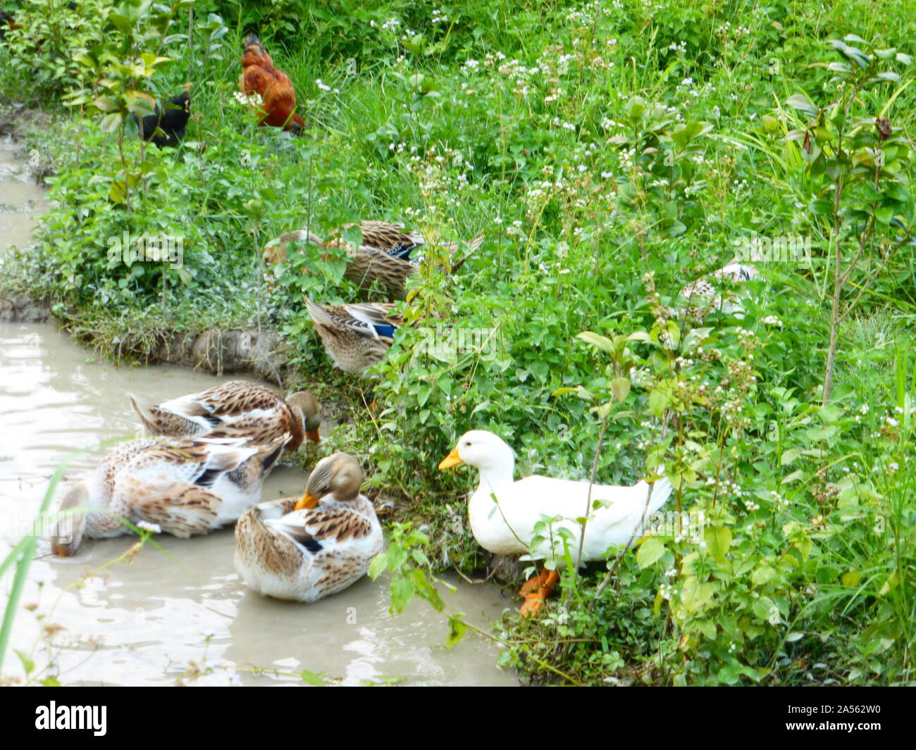 A flock of ducks foraging in a stream Stock Photo - Alamy