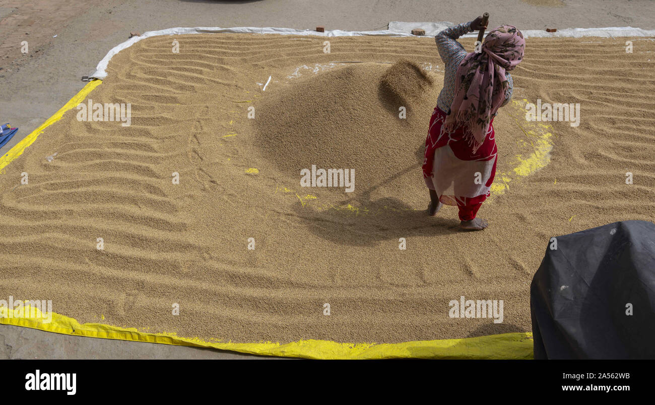 Lalitpur, Nepal. 18th Oct, 2019. A woman cleans rice to dry under the ...