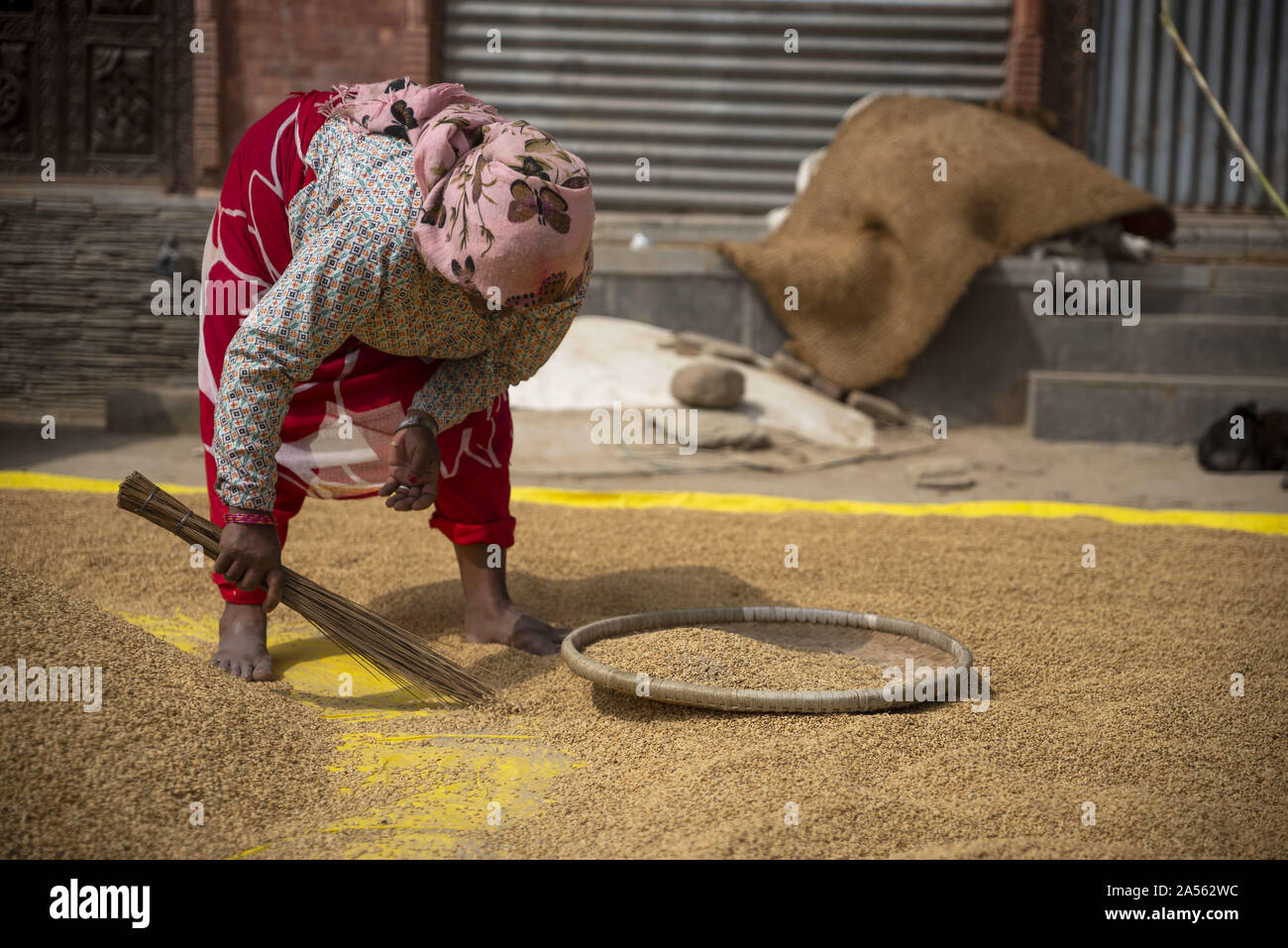 Lalitpur, Nepal. 18th Oct, 2019. A woman cleans rice to dry under the ...