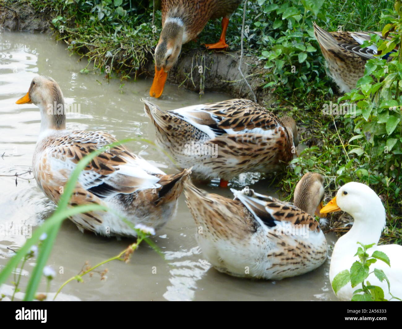 A flock of ducks foraging in a stream Stock Photo - Alamy