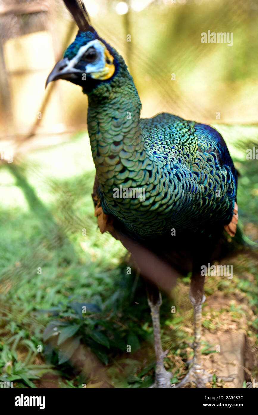 Closeup colorful peacock Stock Photo - Alamy