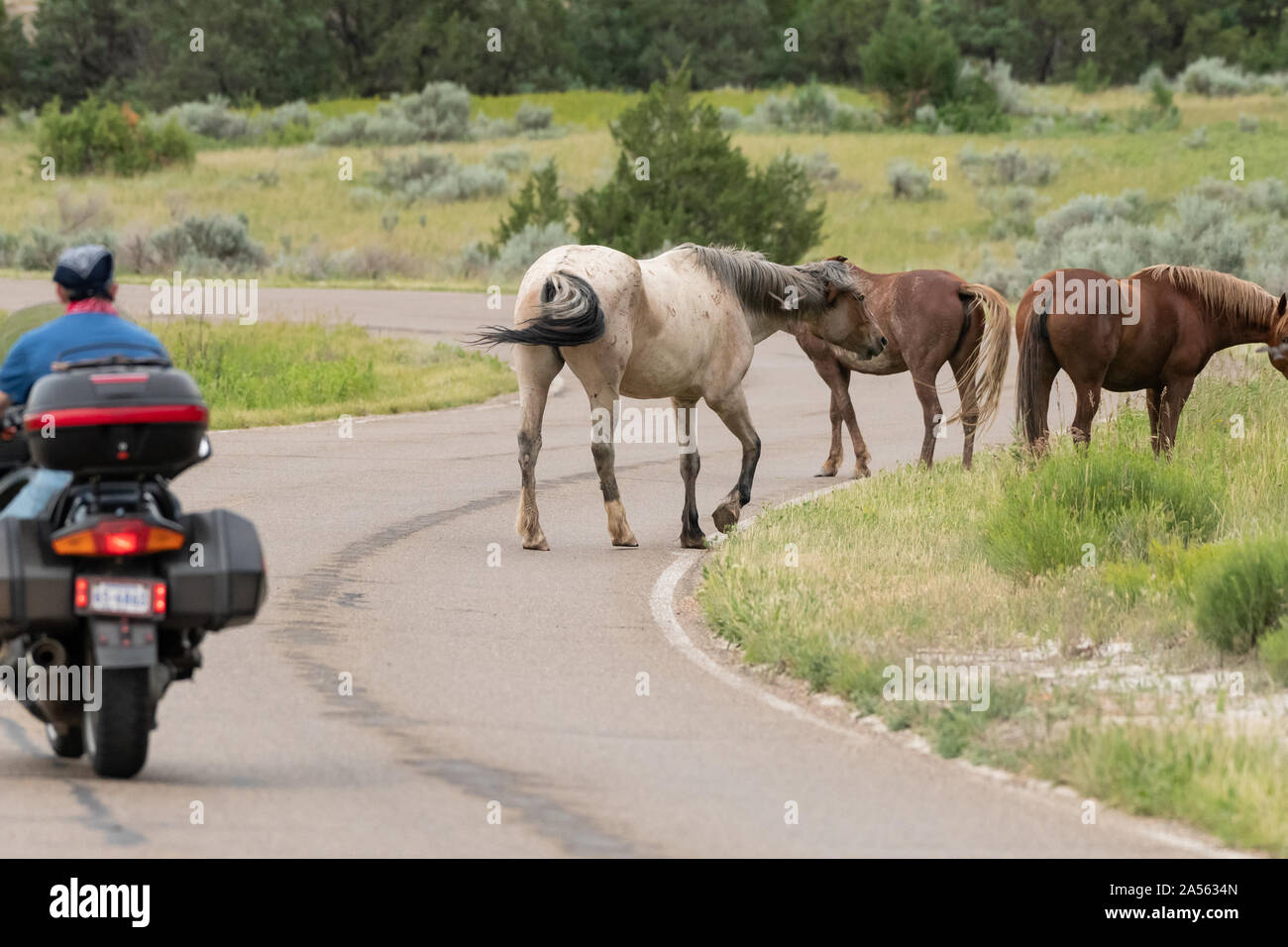 Horses motorcycle hi-res stock photography and images - Alamy